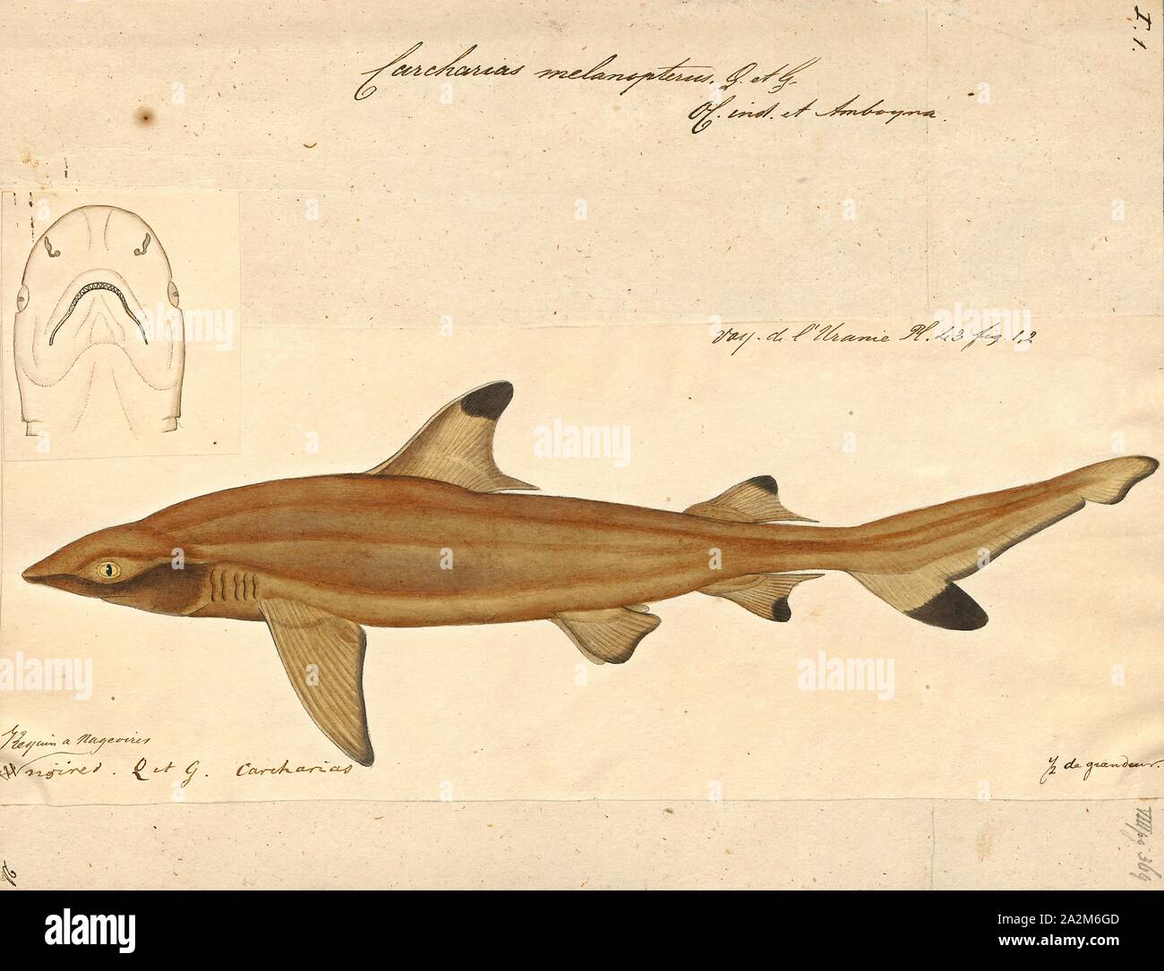 Carcharias melanopterus, Print, The blacktip reef shark (Carcharhinus ...