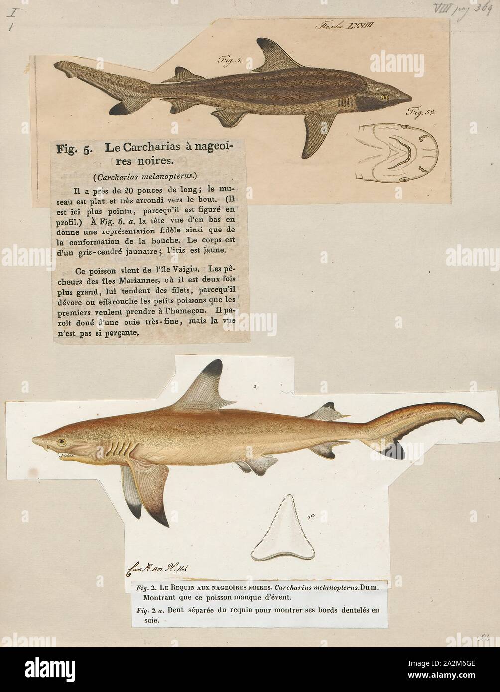 Carcharias melanopterus, Print, The blacktip reef shark (Carcharhinus ...