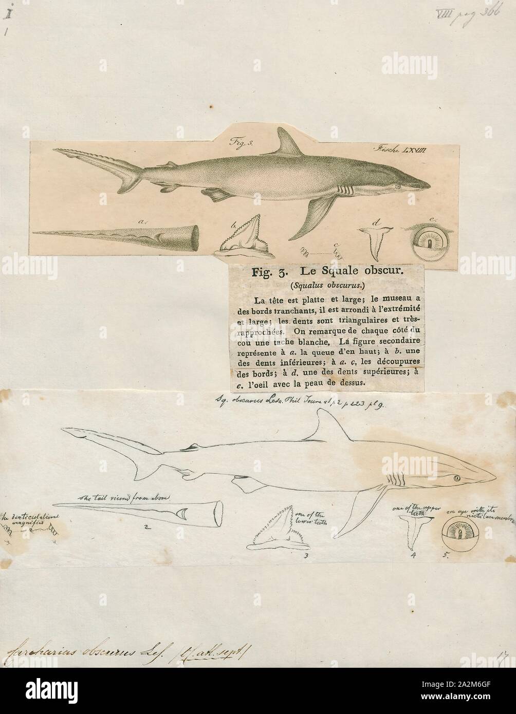Carcharias obscurus, Print, Carcharias is a genus of sand tiger sharks ...