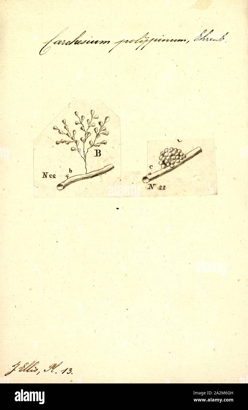 Carchesium High Resolution Stock Photography and Images - Alamy