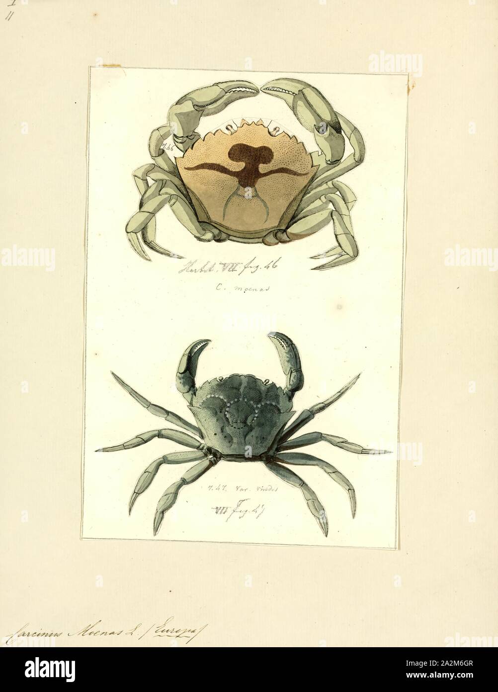 Carcinus moenas, Print, Carcinus is a genus of crabs, which includes ...