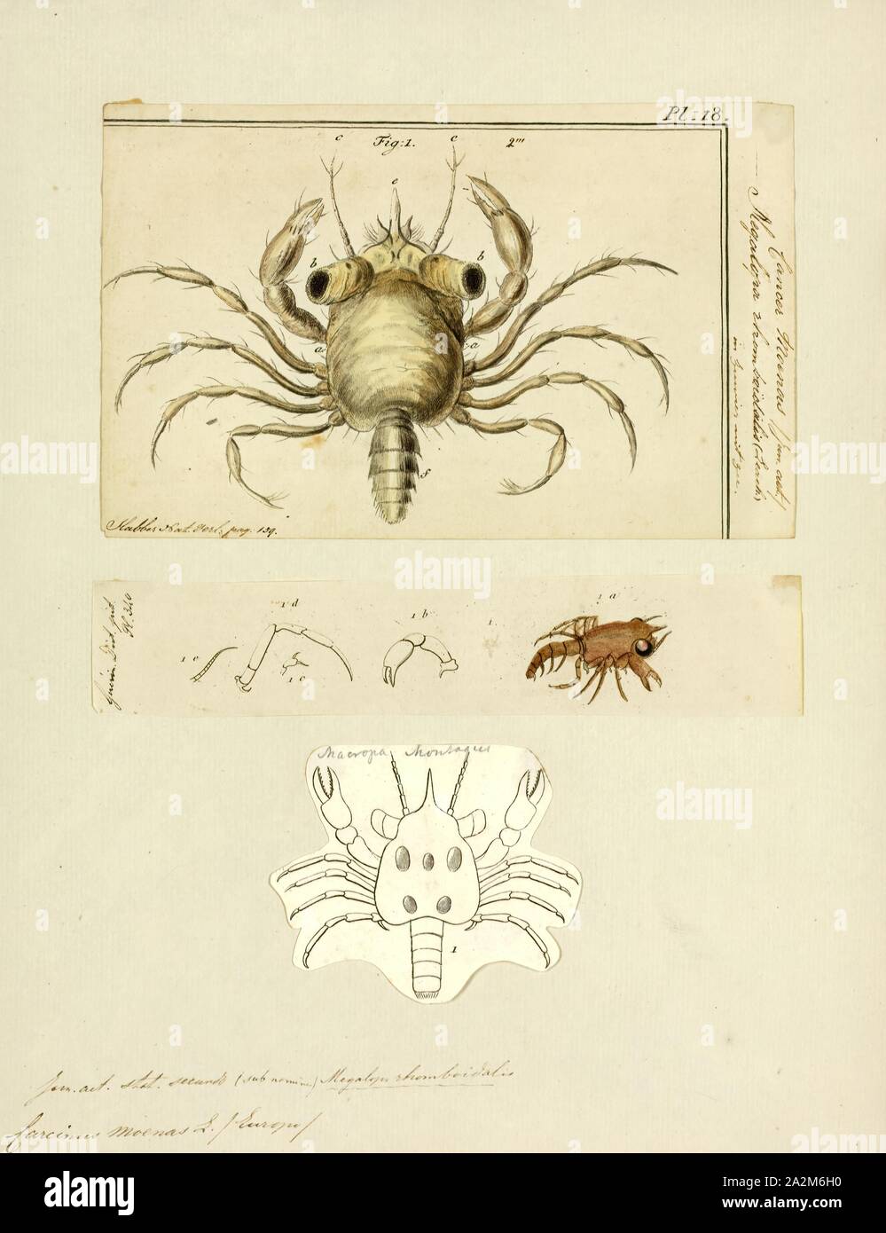 Carcinus moenas, Print, Carcinus is a genus of crabs, which includes ...