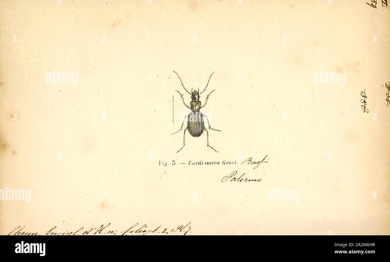 Cardiomera, Print, Cardiomera genei is a species of beetle in the ...