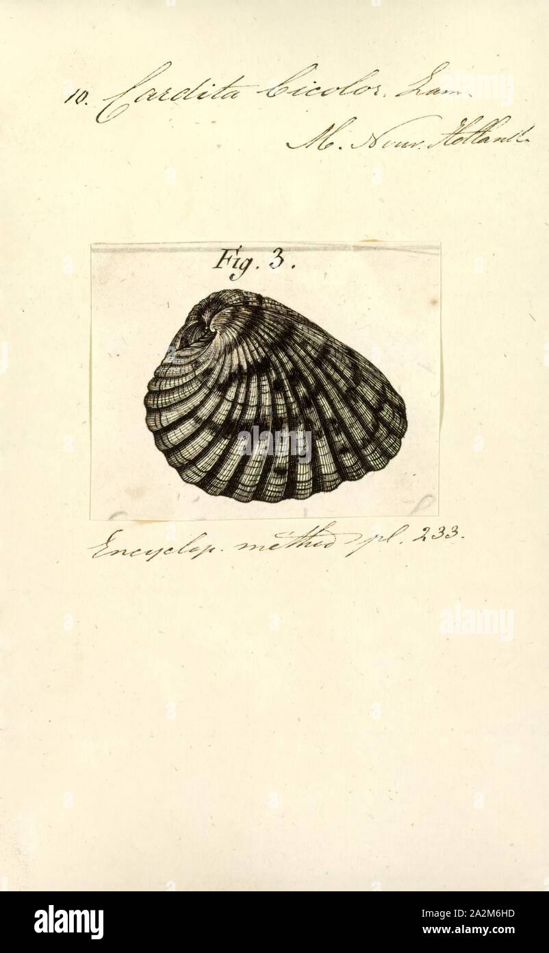 Cardita bicolor, Print, Cardita is a genus of marine bivalve molluscs ...