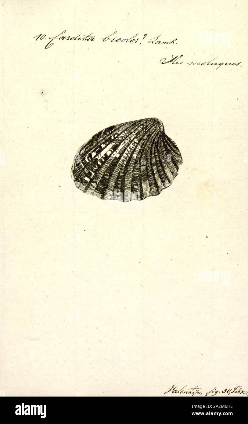 Carditidae family hi-res stock photography and images - Alamy