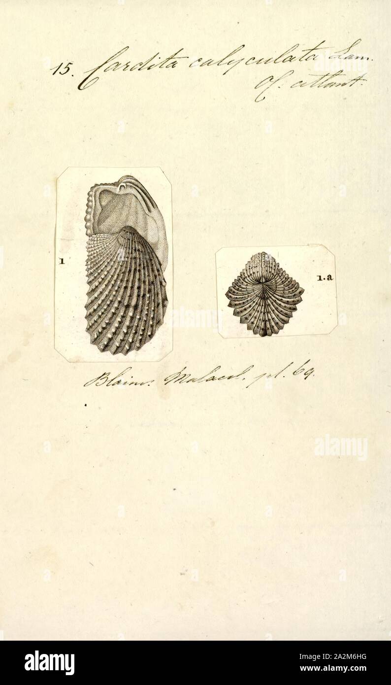 Cardita calyculata, Print, Cardita is a genus of marine bivalve ...