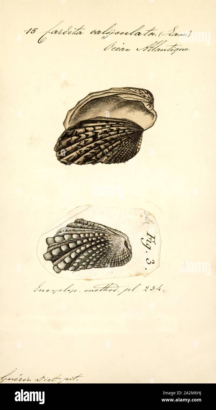 Cardita calyculata, Print, Cardita is a genus of marine bivalve ...