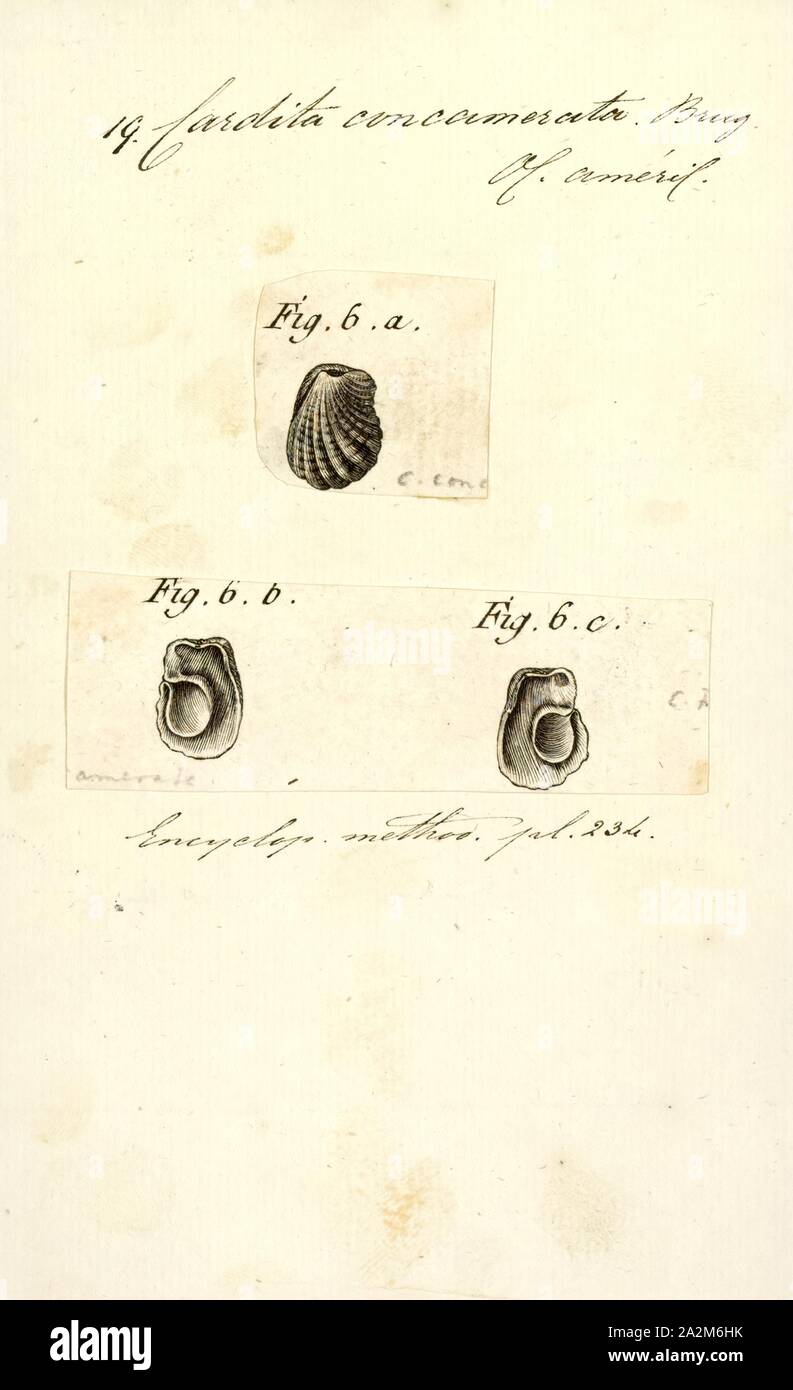 Cardita concamerata, Print, Cardita is a genus of marine bivalve ...