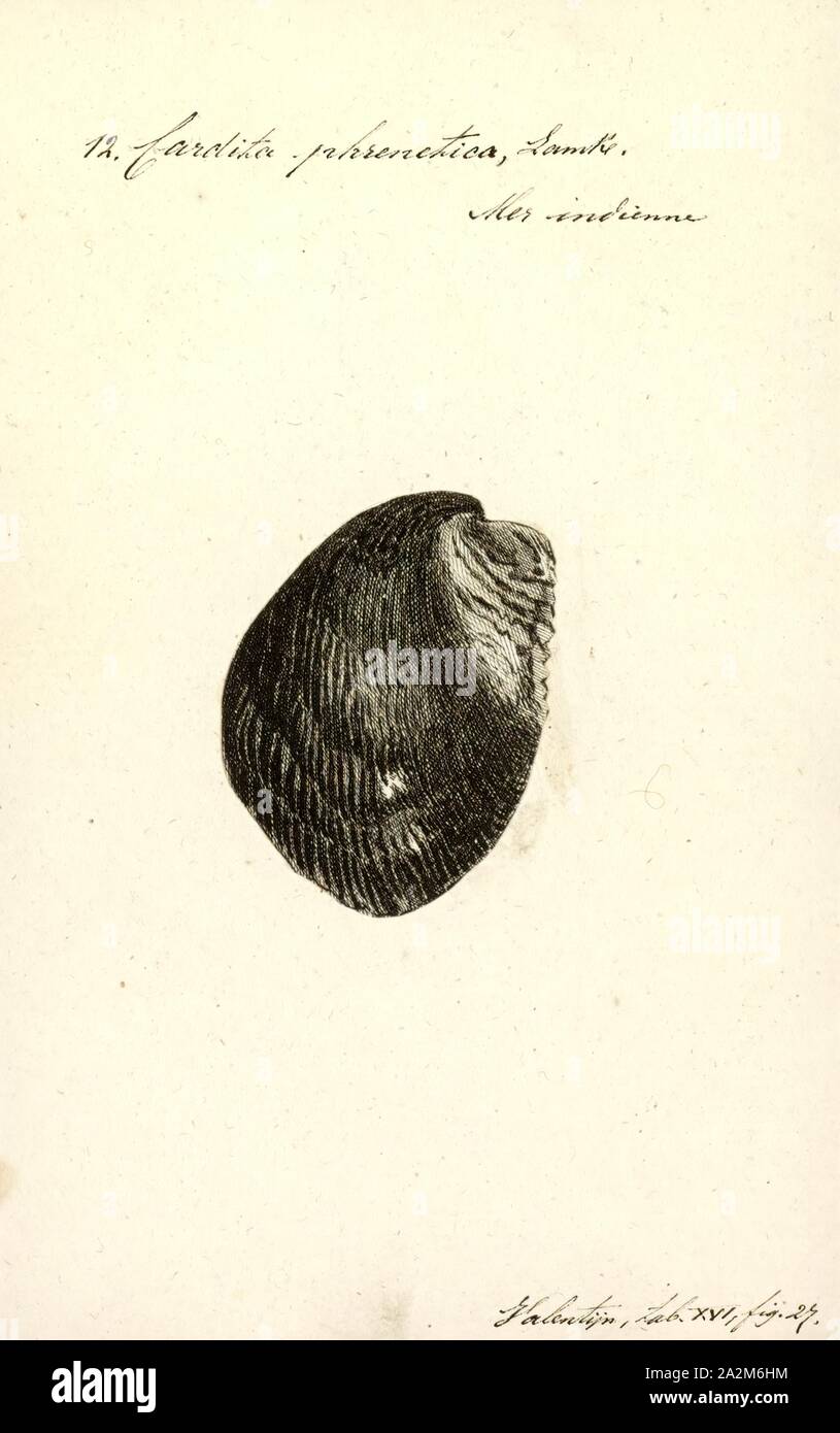 Cardita phrenetica, Print, Cardita is a genus of marine bivalve ...