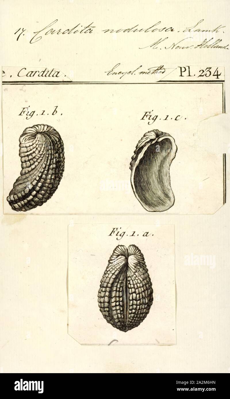 Cardita nodulosa, Print, Cardita is a genus of marine bivalve molluscs ...