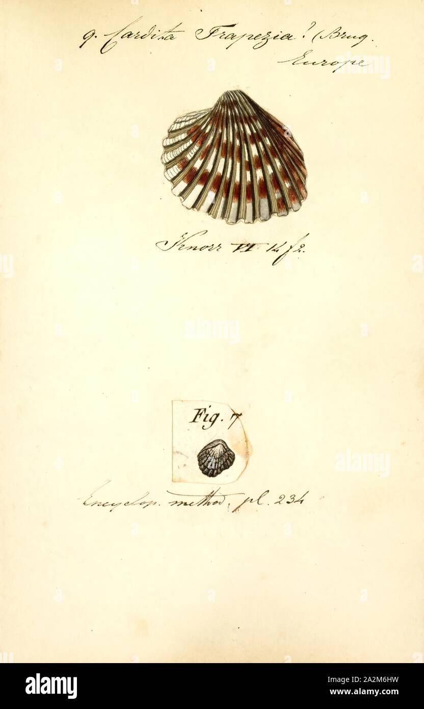 Cardita trapezia, Print, Cardita is a genus of marine bivalve molluscs ...