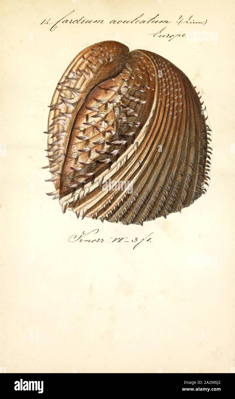 Cardium aculeatum, Print Stock Photo - Alamy