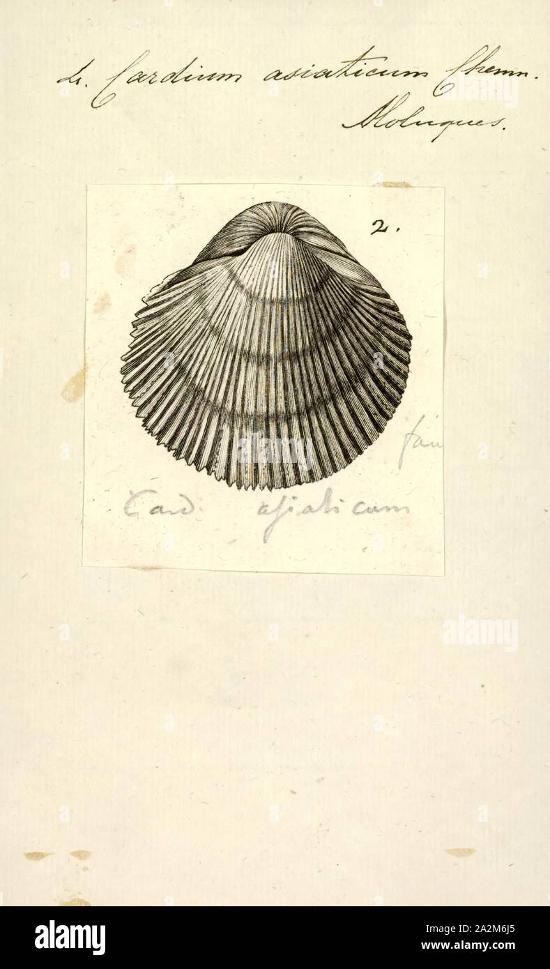 Cardium asiaticum hi-res stock photography and images - Alamy