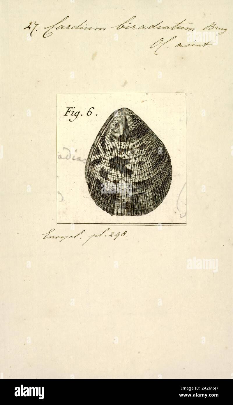 Cardium biradiatum, Print Stock Photo - Alamy