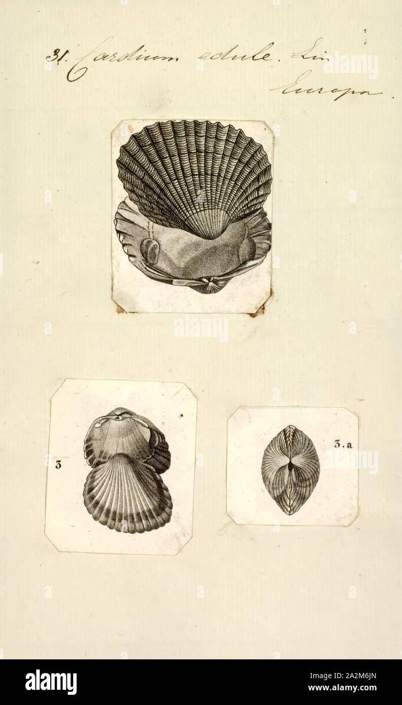 Cardium edule, Print Stock Photo - Alamy
