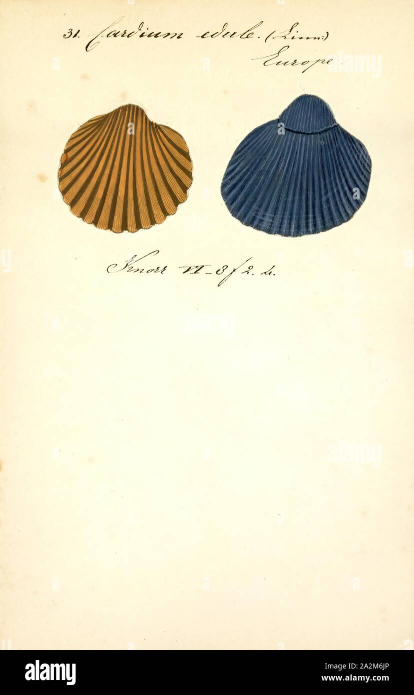 Cardium edule, Print Stock Photo - Alamy