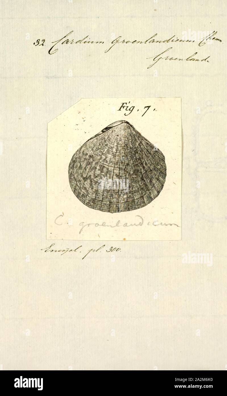 Cardium groenlandicum, Print Stock Photo - Alamy