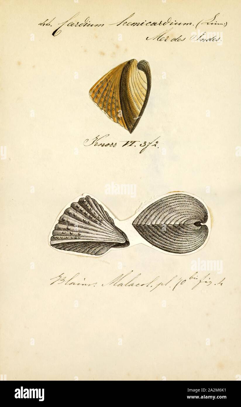 Cardium hemicardium, Print Stock Photo - Alamy