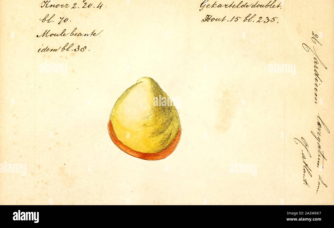 Cardium laevigatum hi-res stock photography and images - Alamy