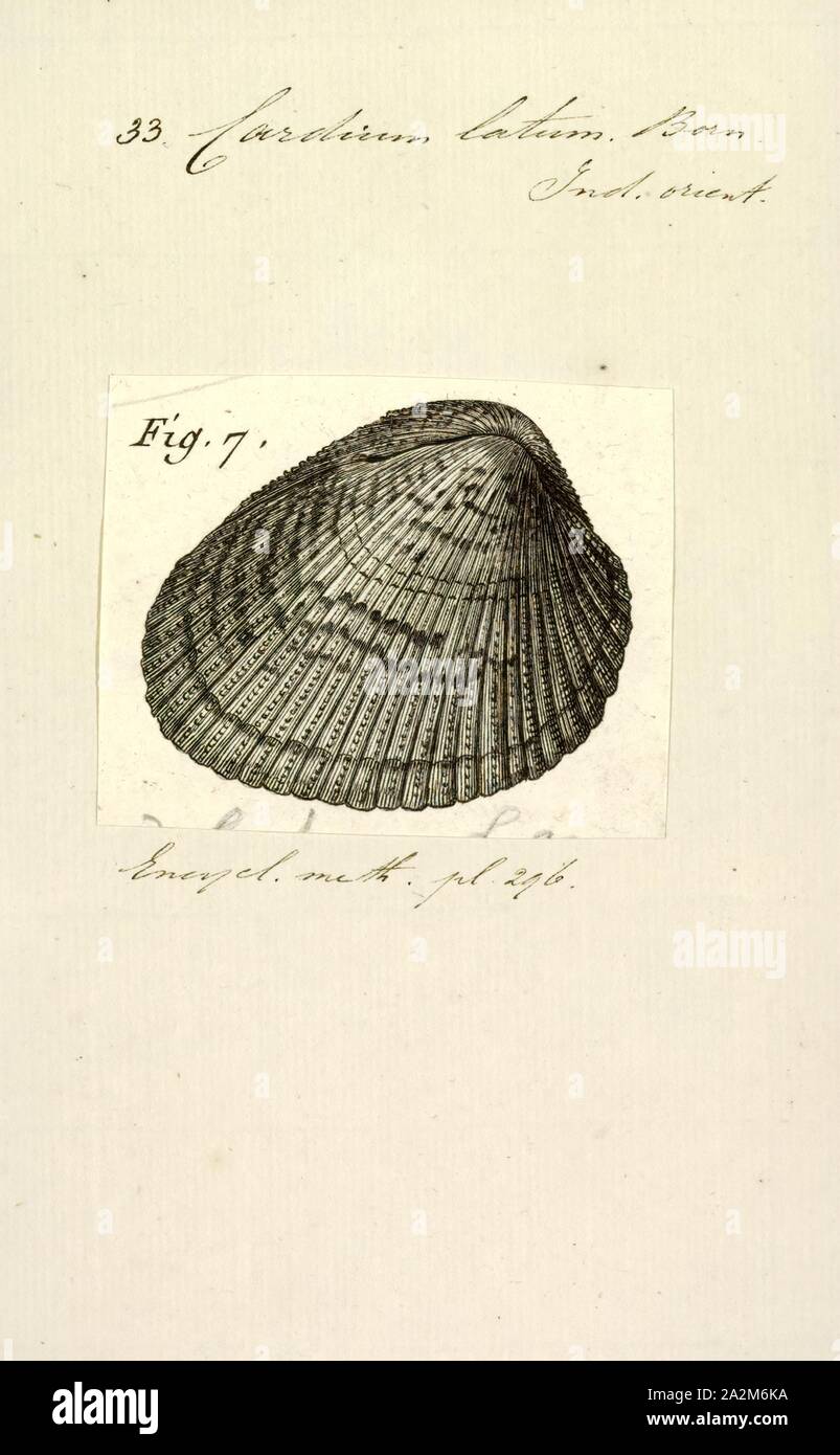 Cardium latum, Print Stock Photo - Alamy