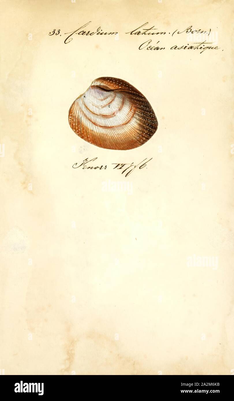 Cardium latum hi-res stock photography and images - Alamy