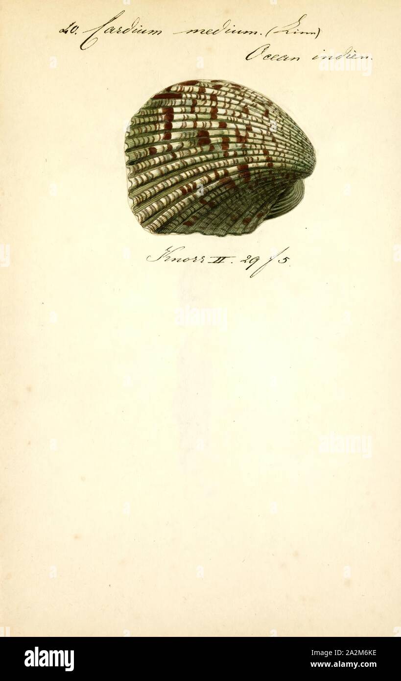 Cardium medium, Print Stock Photo - Alamy