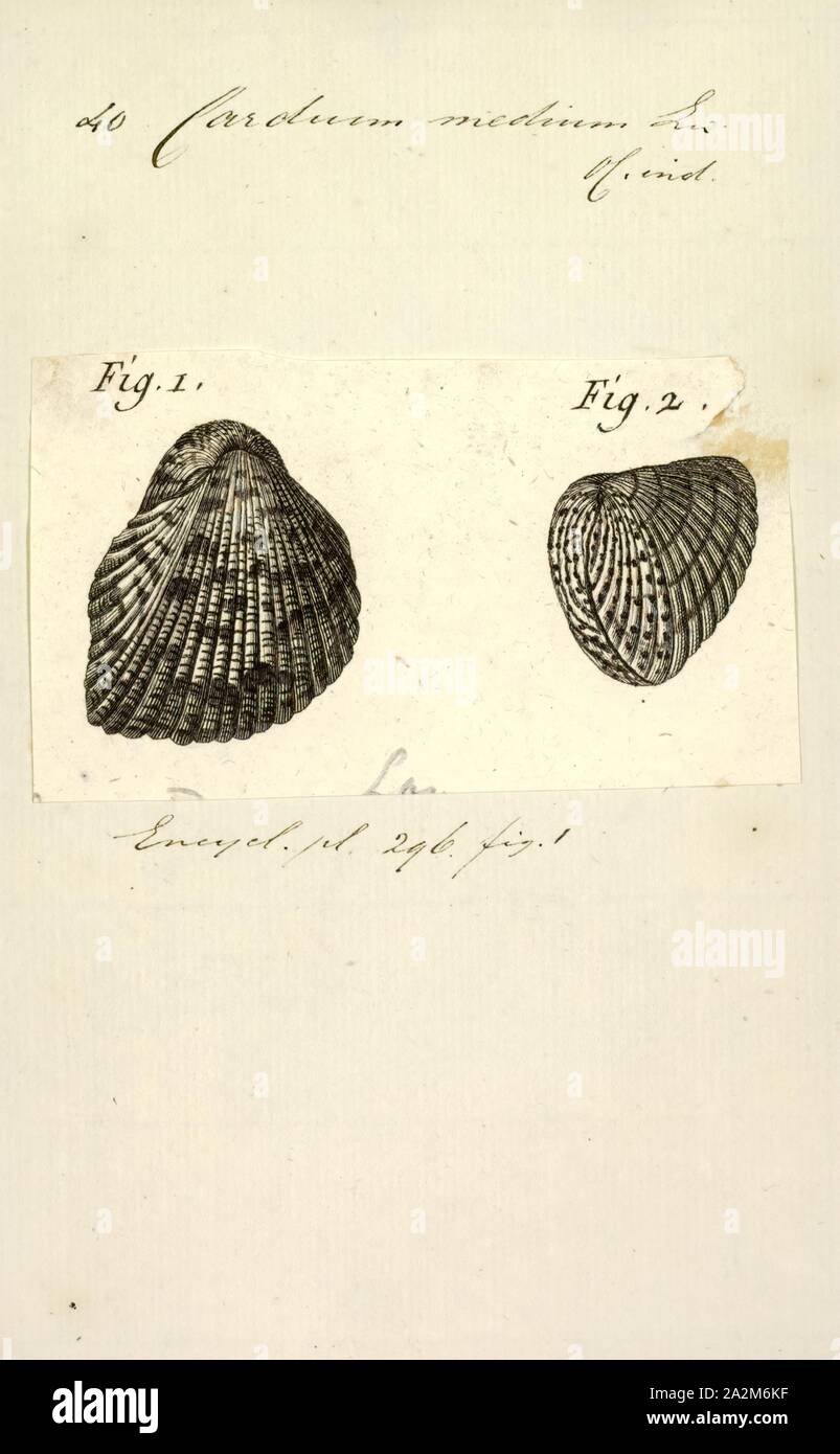 Cardium medium, Print Stock Photo - Alamy