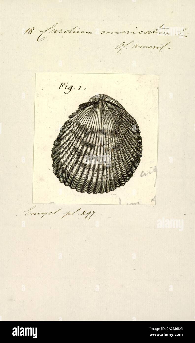 Cardium muricatum, Print Stock Photo - Alamy