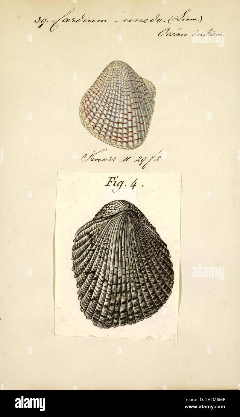 Cardium unedo hi-res stock photography and images - Alamy