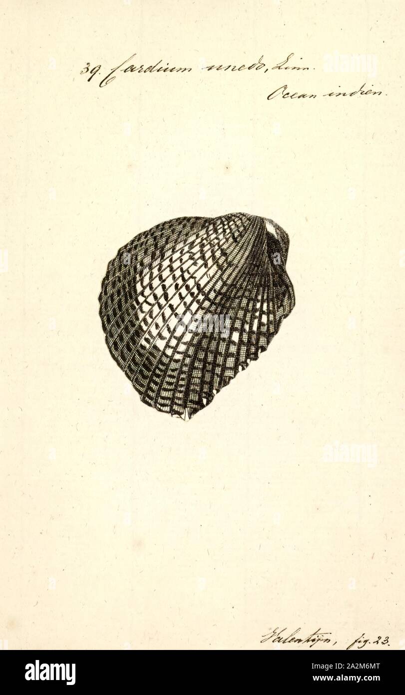 Cardium unedo hi-res stock photography and images - Alamy