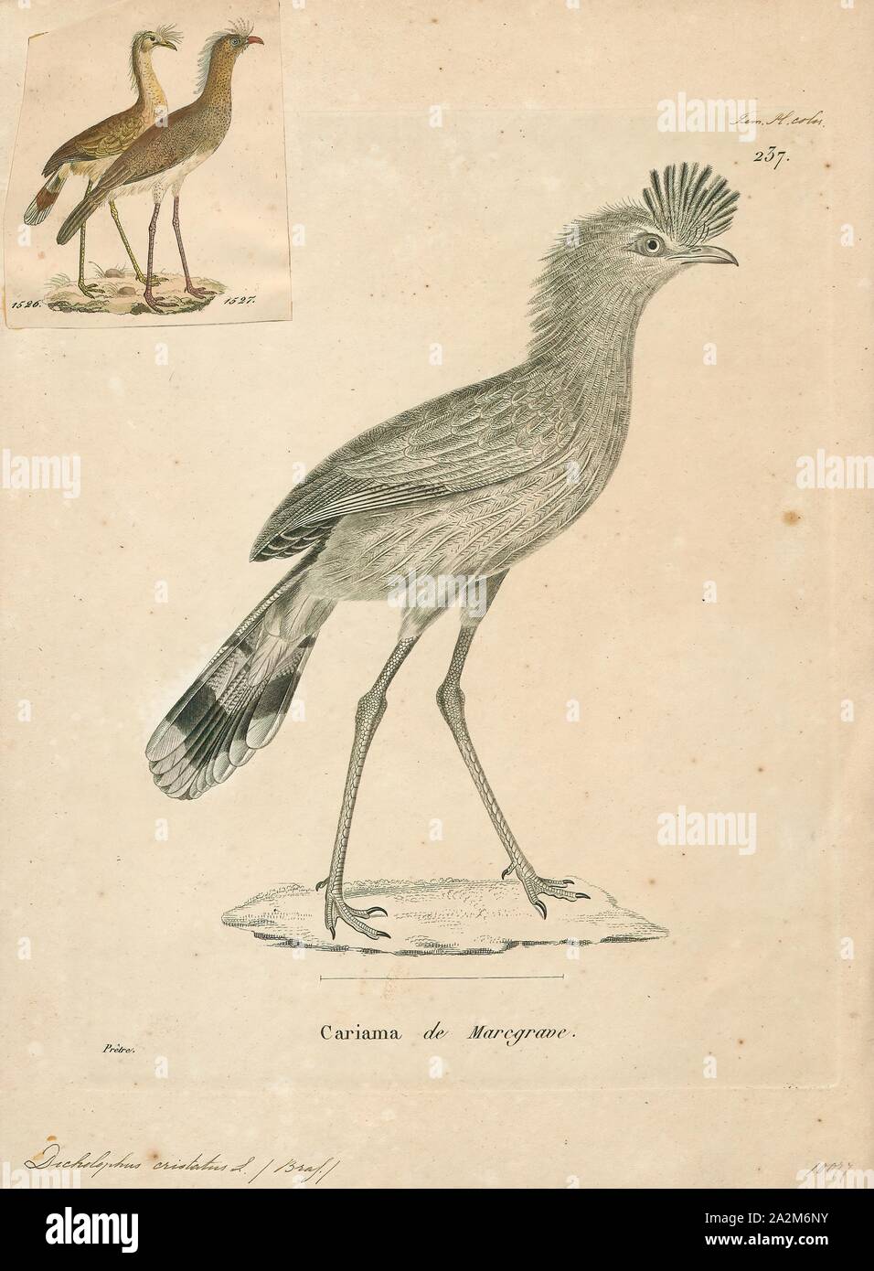 Mata atlantica animals hi-res stock photography and images - Alamy