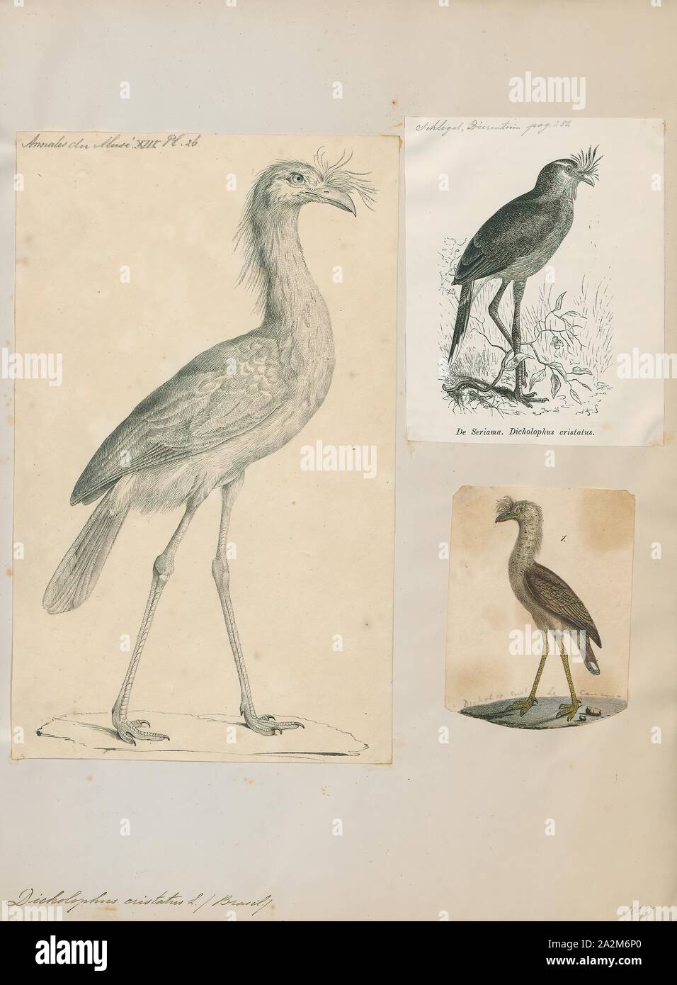 Cariamidae hi-res stock photography and images - Alamy