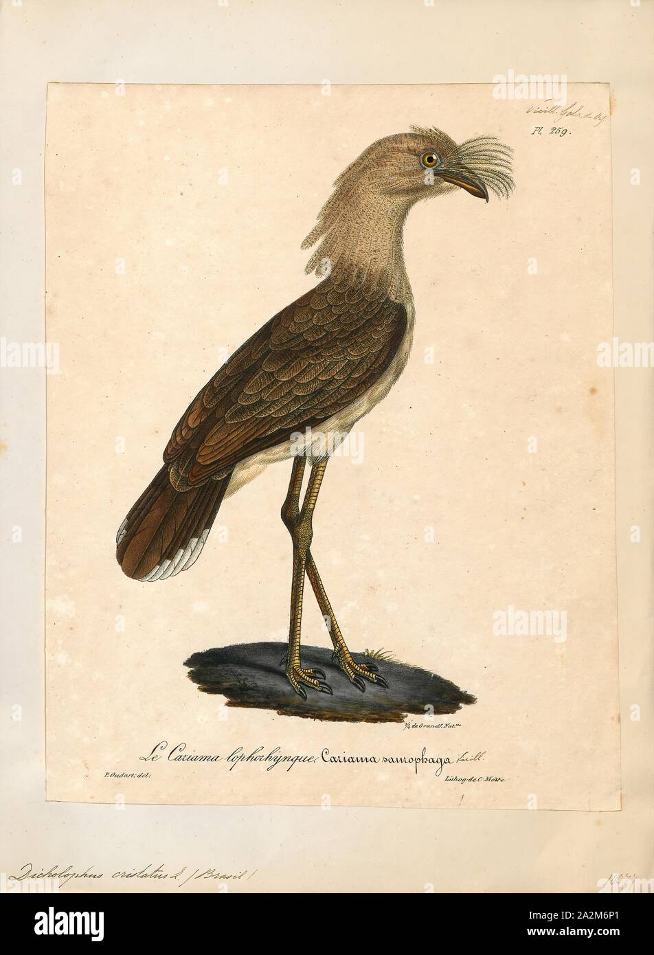 Seriema family hi-res stock photography and images - Alamy