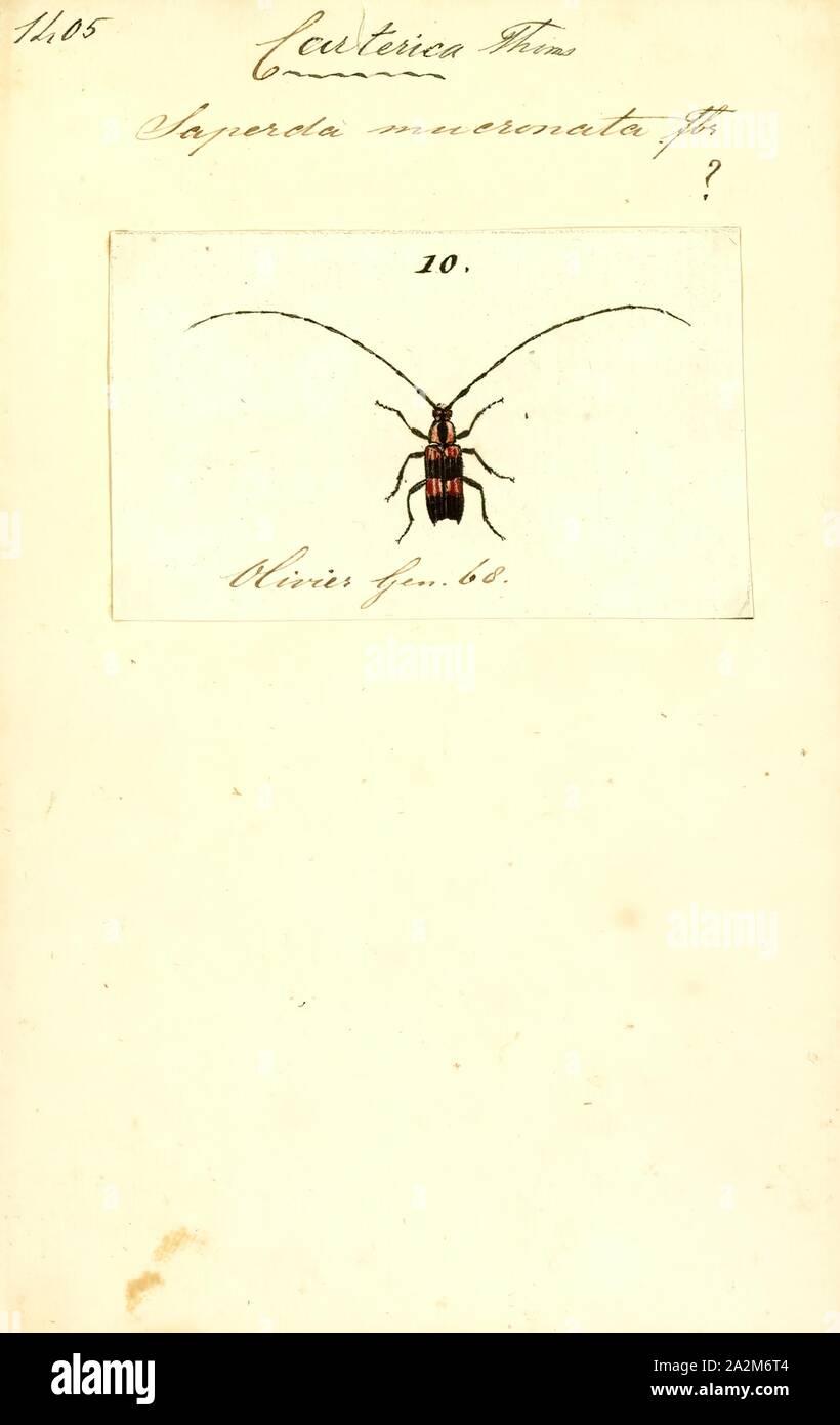 Carterica hi-res stock photography and images - Alamy