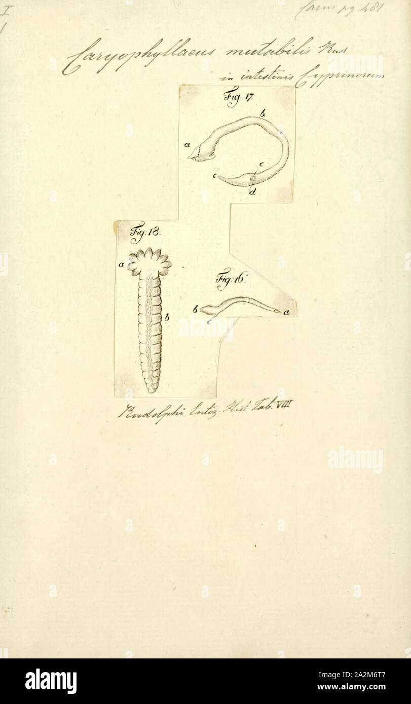 Mutabilis hi-res stock photography and images - Alamy