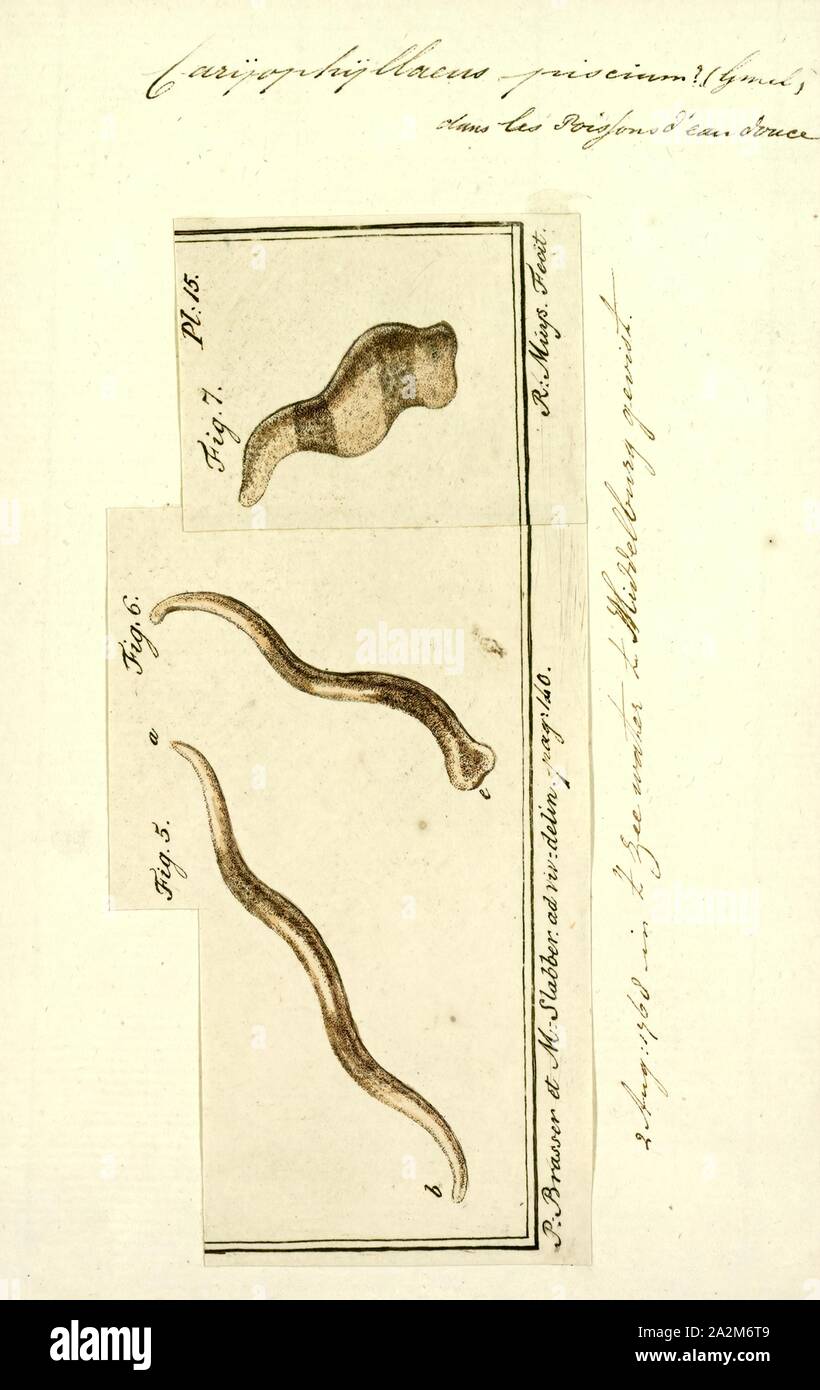 Piscium hi-res stock photography and images - Alamy