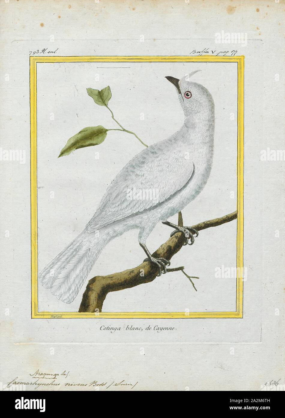 Niveus hi-res stock photography and images - Alamy