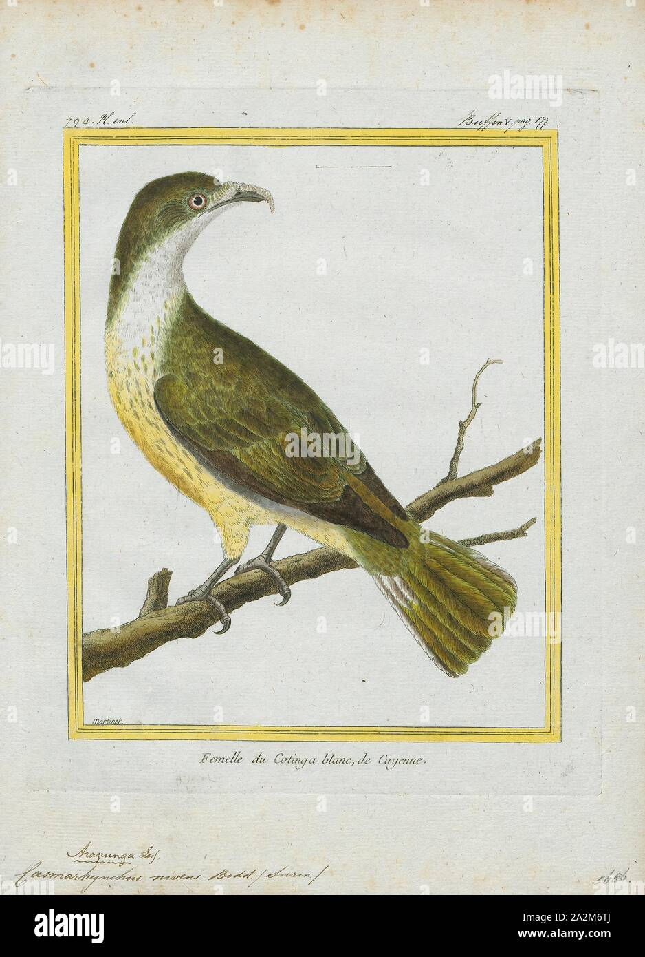 Niveus hi-res stock photography and images - Alamy