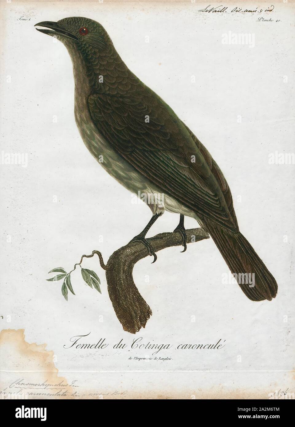 Niveus hi-res stock photography and images - Alamy