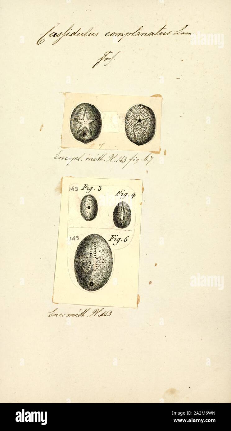 Cassidulus complanatus, Print Stock Photo - Alamy