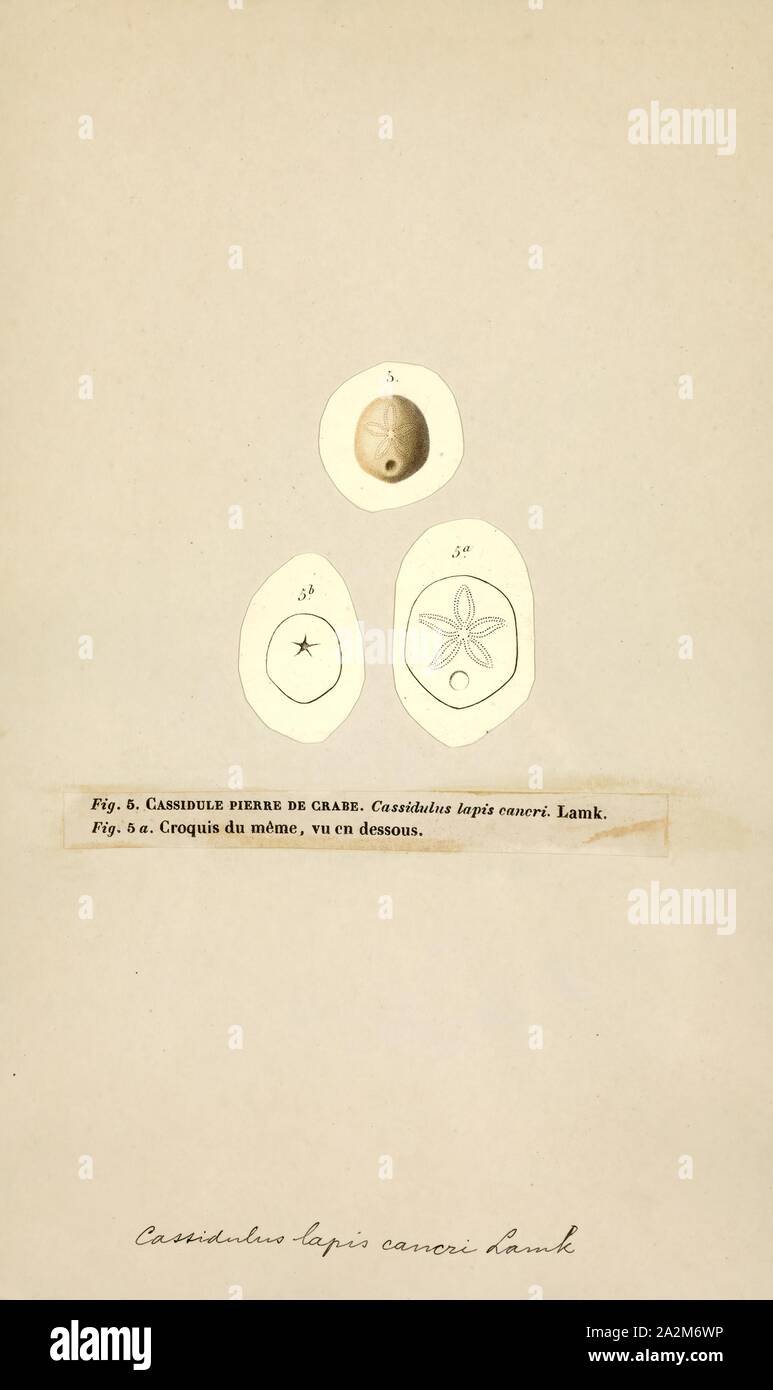 Cassidulus lapis cancri, Print Stock Photo - Alamy