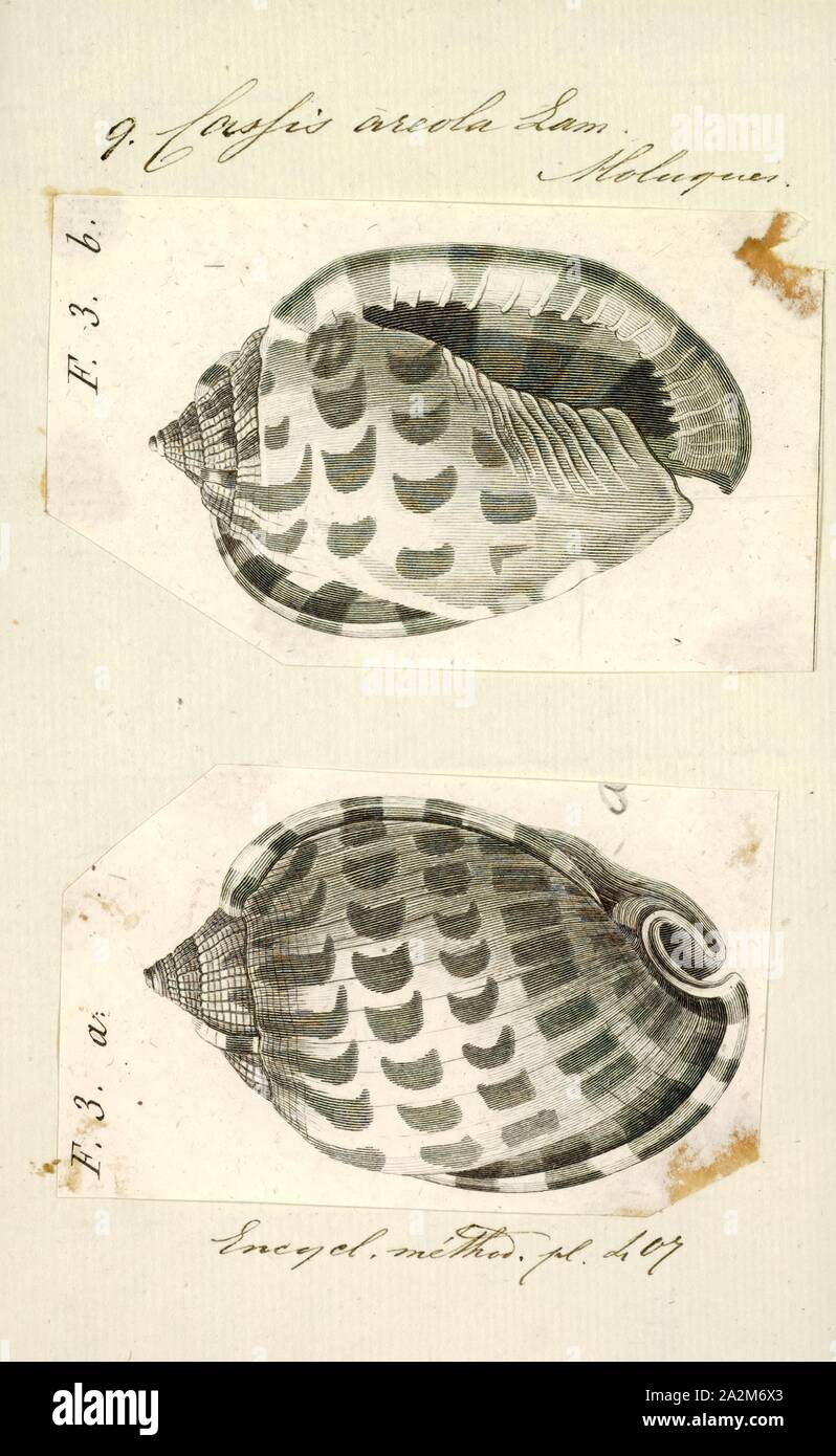 Cassis areola, Print, Phalium areola, common name the checkerboard ...