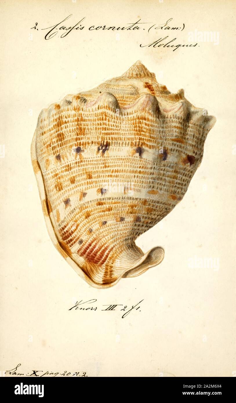 Cassis cornuta, Print, Cassis cornuta, common name the horned helmet ...