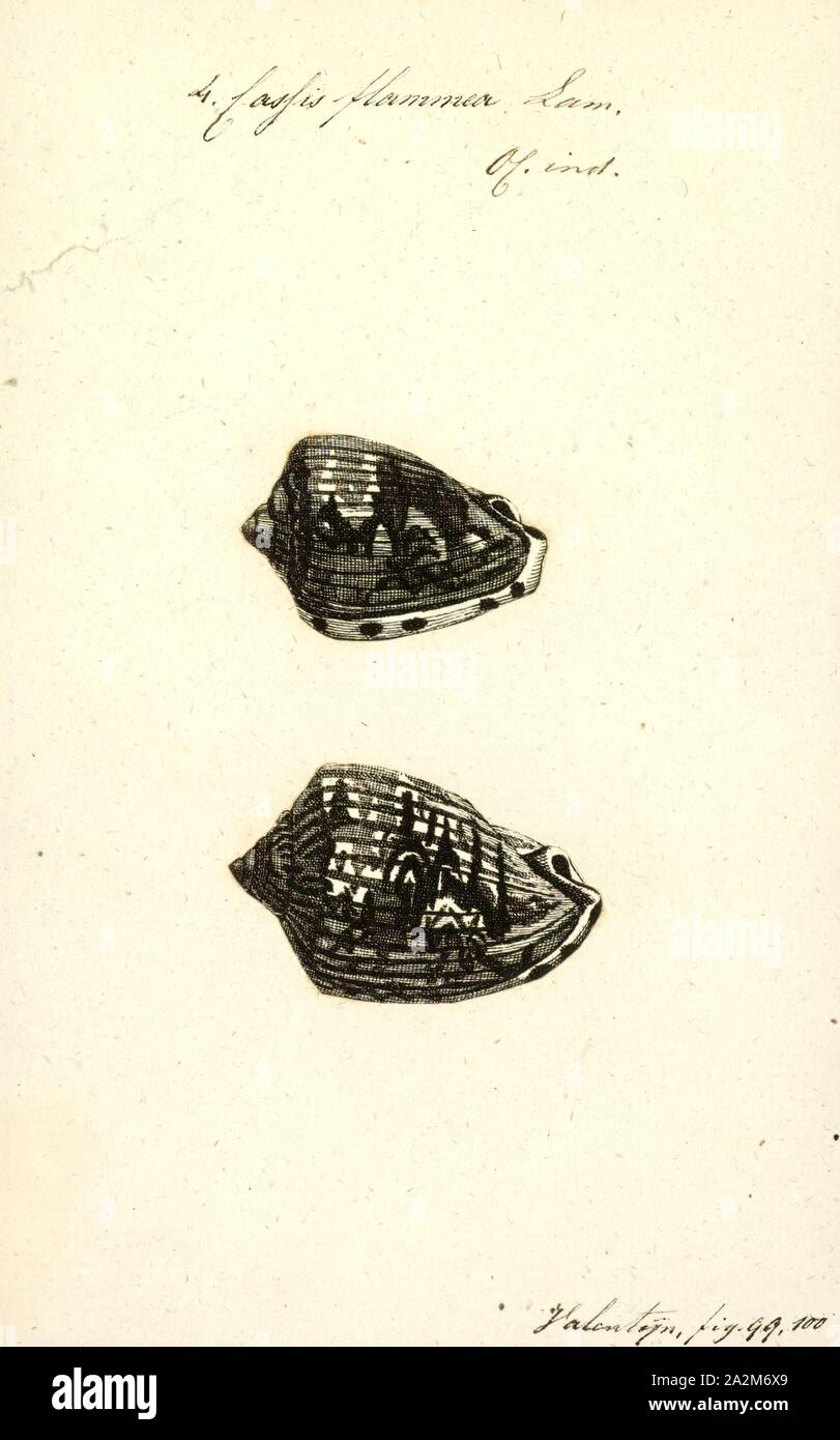 Cassis flammea, Print, Cassis flammea is a species of large sea snail ...