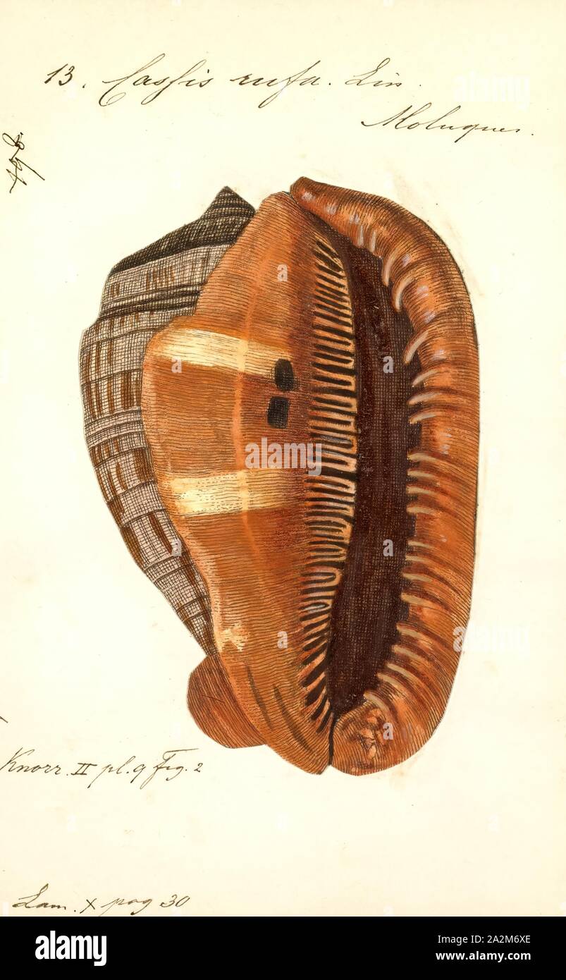 Cassis rufa, Print, Cypraecassis rufa is a species of large sea snail ...