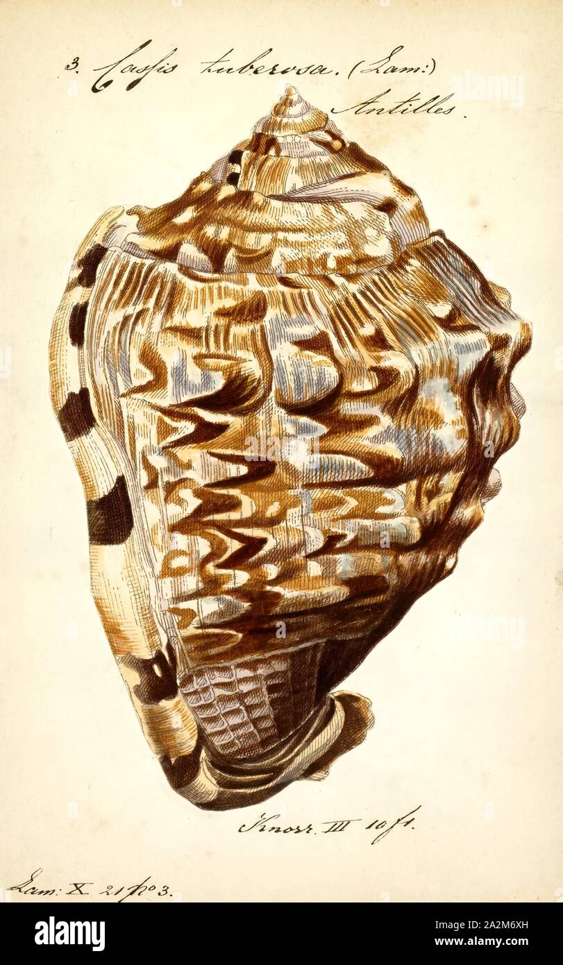 Cassis tuberosa, Print, Cassis tuberosa, the king helmet, is a species ...