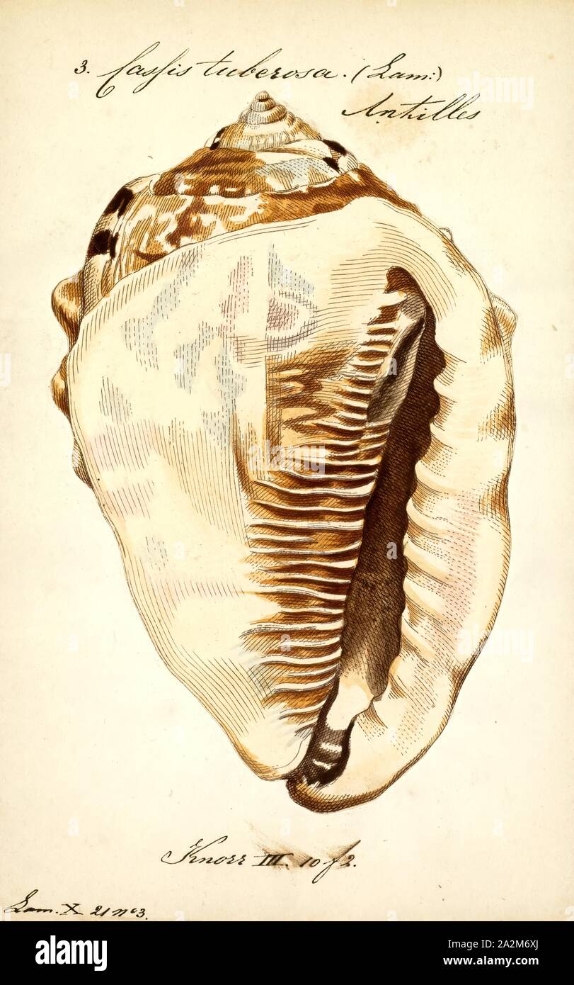 King helmet hi-res stock photography and images - Alamy