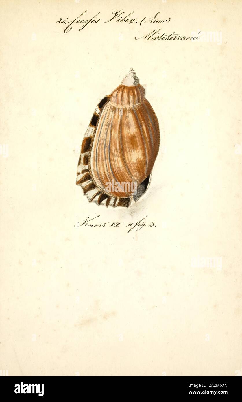 Cassis vibex, Print, Casmaria erinaceus, common name : the common ...