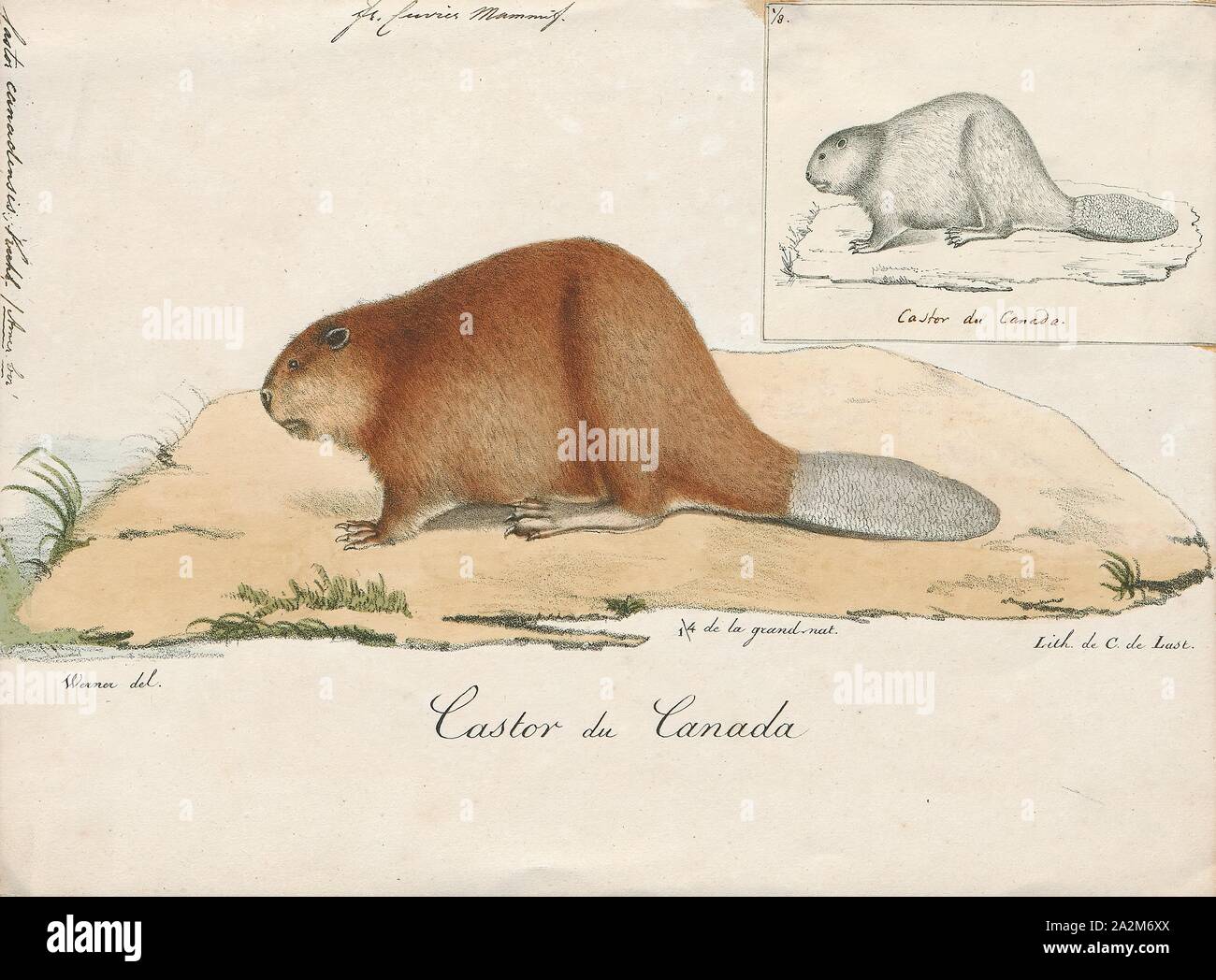 Two extant beaver species hi-res stock photography and images - Alamy