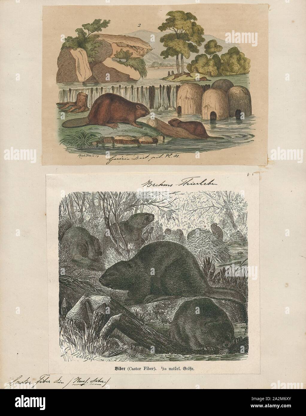 Hunted beaver hi-res stock photography and images - Alamy